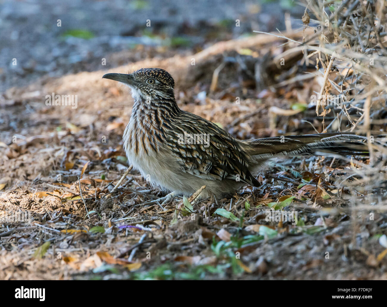 A Greater Roadrunner (Geococcyx californianus) in the Desert Southwest ...