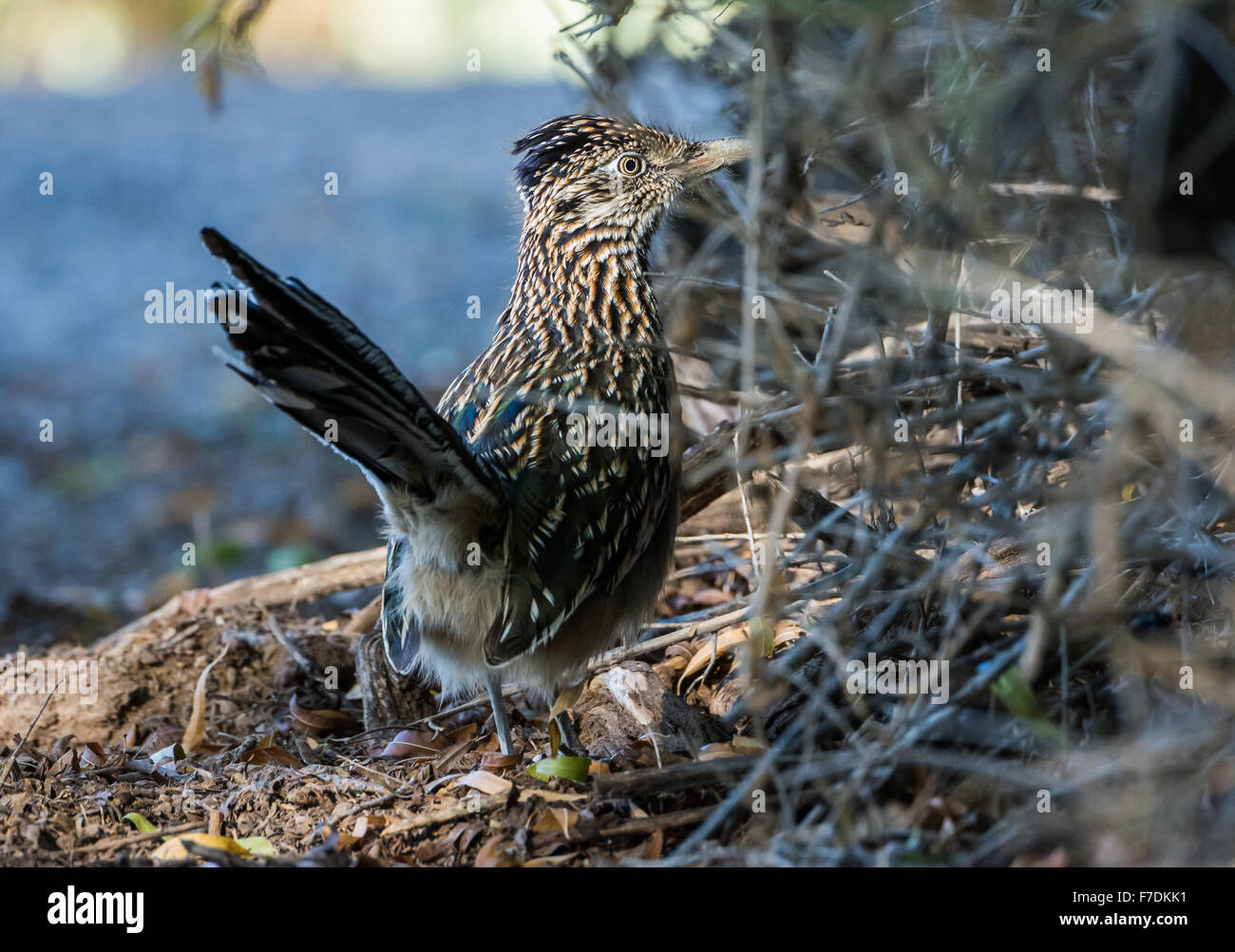 Greater roadrunner desert hi-res stock photography and images - Alamy