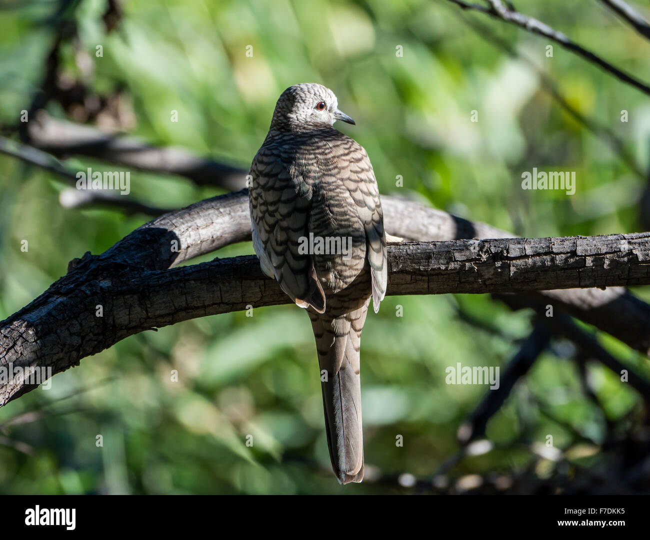 An Inca Dove (Columbina inca) perched on a tree branch. Tucson, Arizona ...