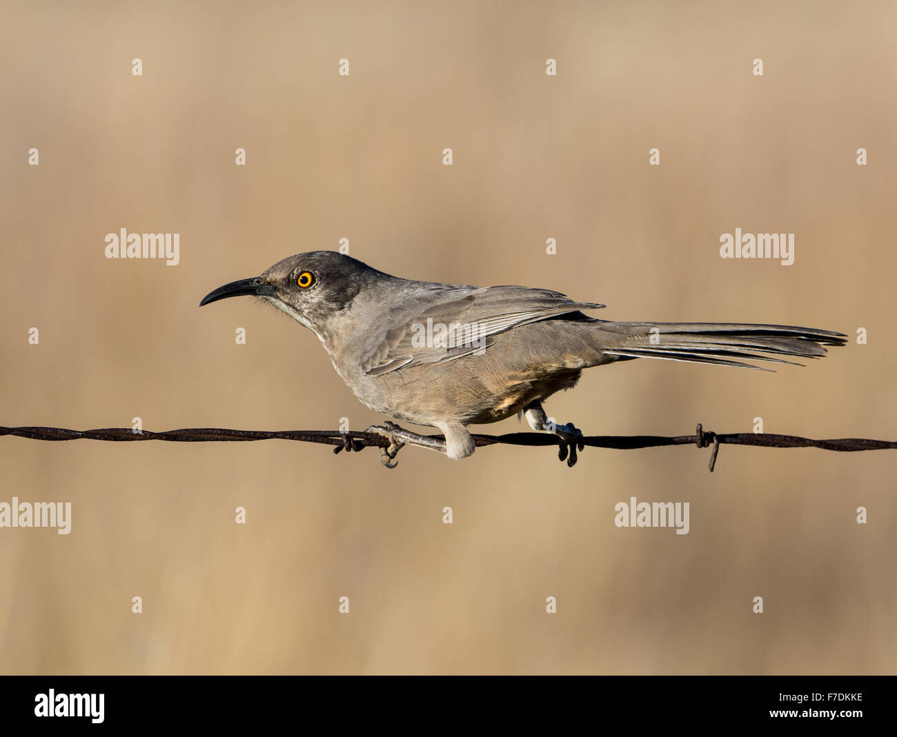 A Curve-billed Thrasher (Toxostoma curvirostre) perched on a barb-wire ...