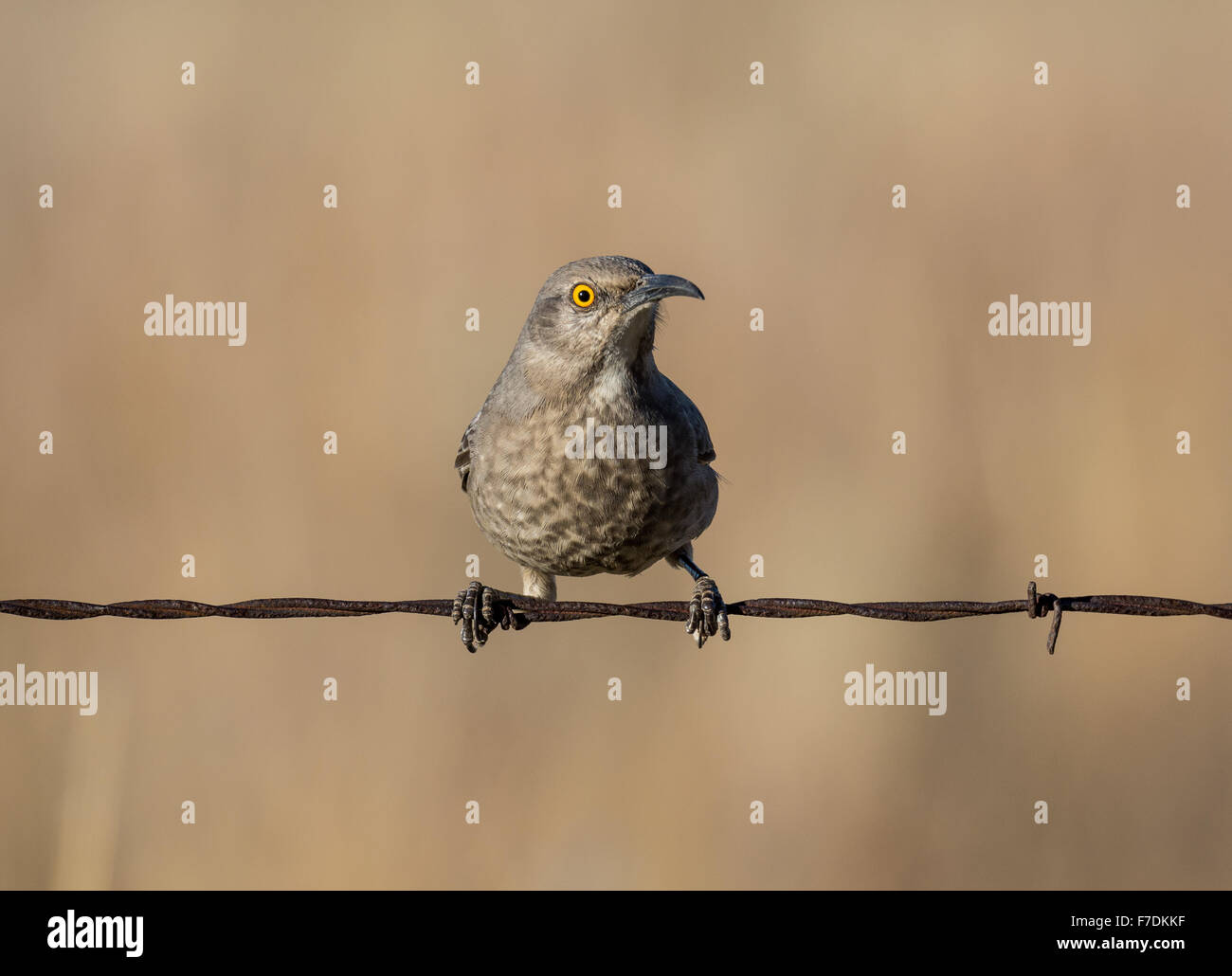 A Curve-billed Thrasher (Toxostoma curvirostre) perched on a barb-wire ...