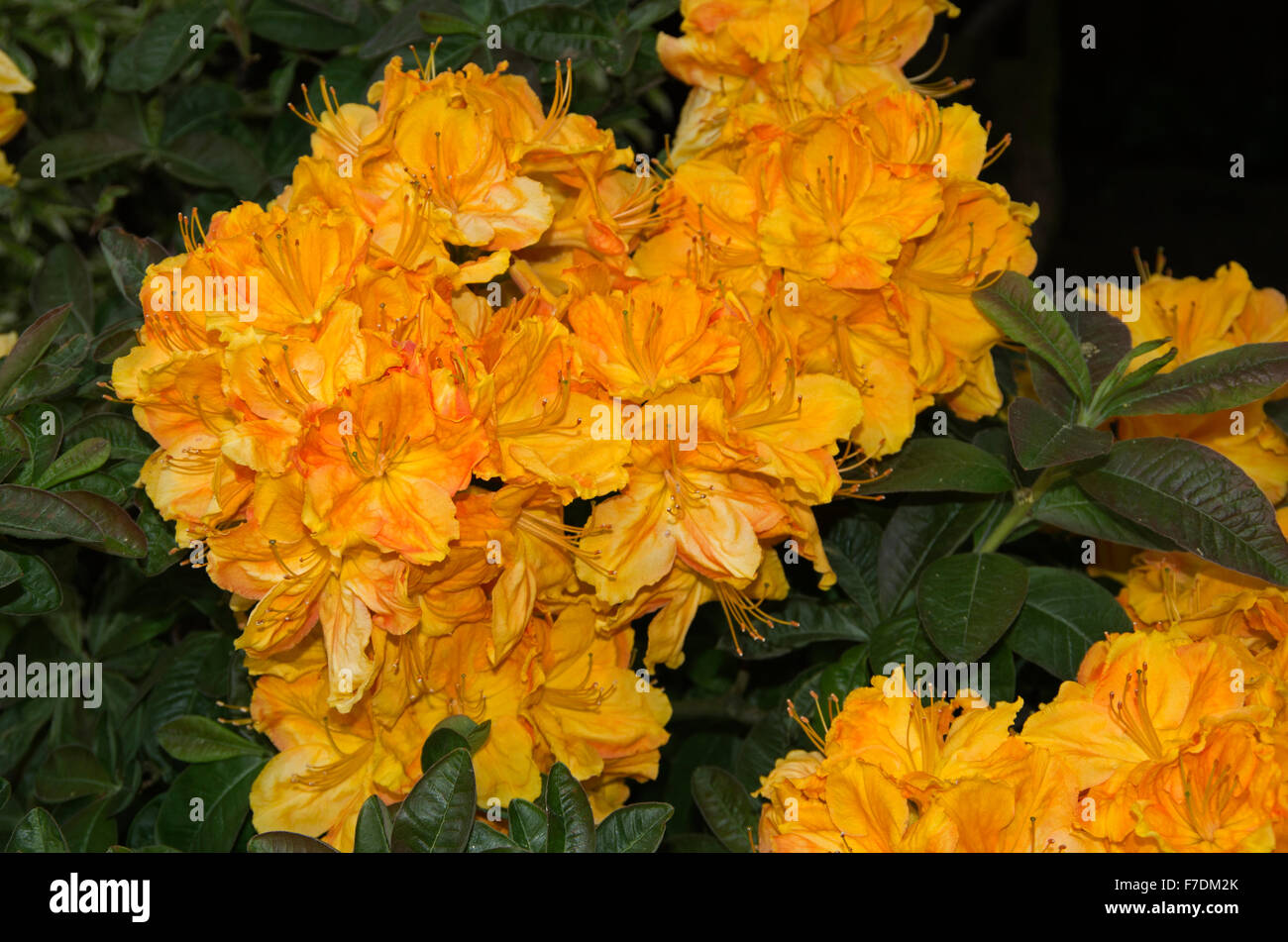 Orange azalea plants grow in downtown Ketchikan Stock Photo - Alamy