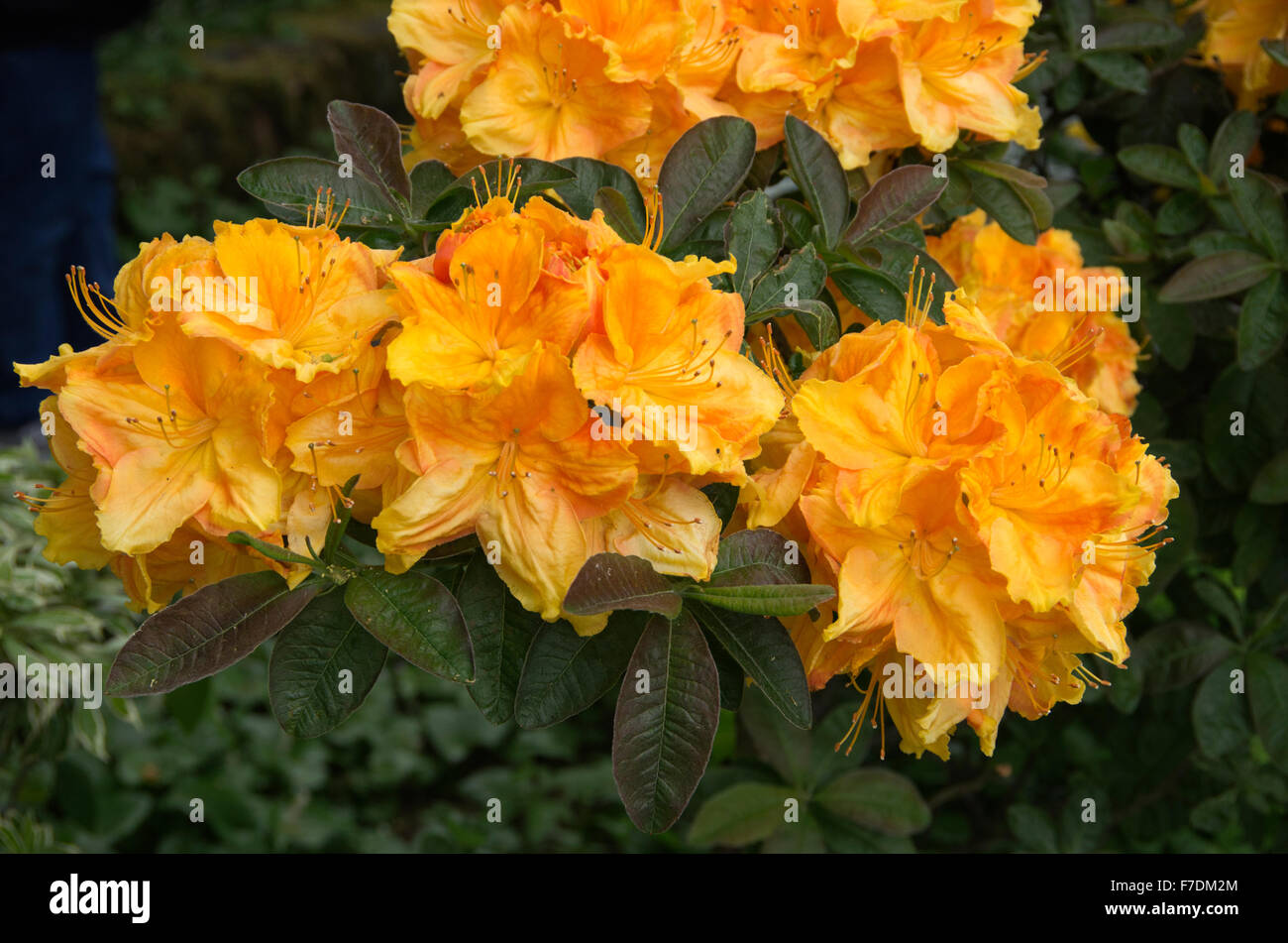 Orange azalea plants grow in downtown Ketchikan Stock Photo - Alamy