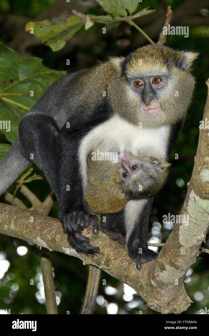 Lowe's mona monkeys (female and nursing baby), Boabeng-Fiema Monkey ...
