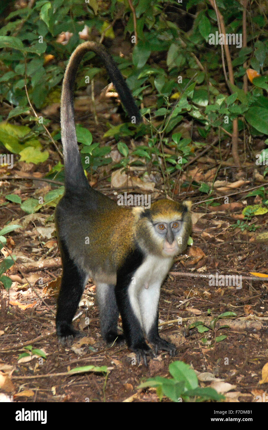 Lowe's mona monkey, Boabeng-Fiema Monkey Sanctuary, Ghana Stock Photo ...