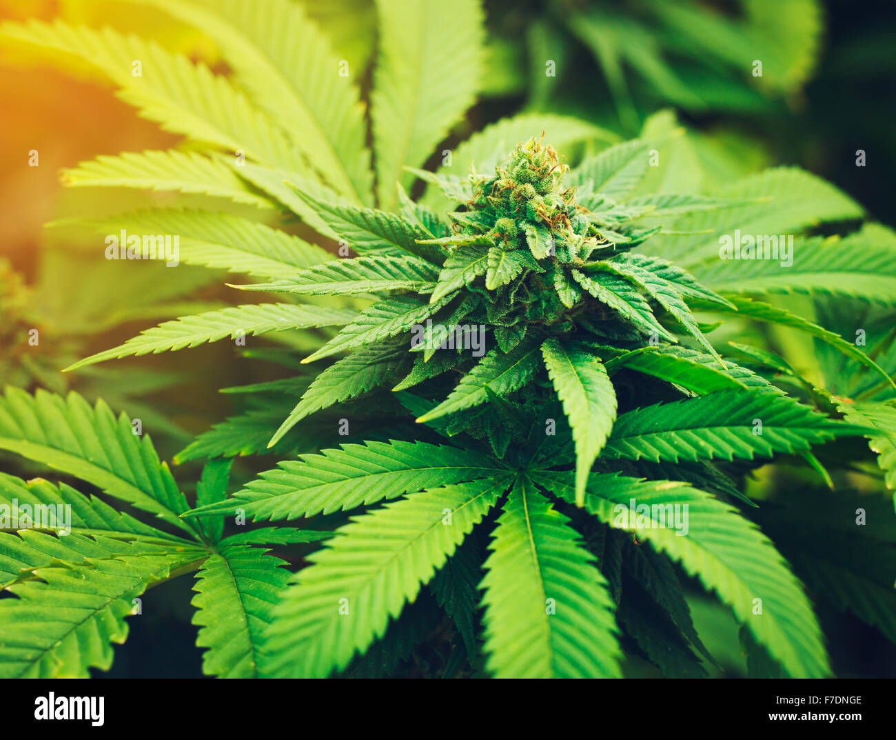 Marijuana Plant Flowering Stock Photo - Alamy