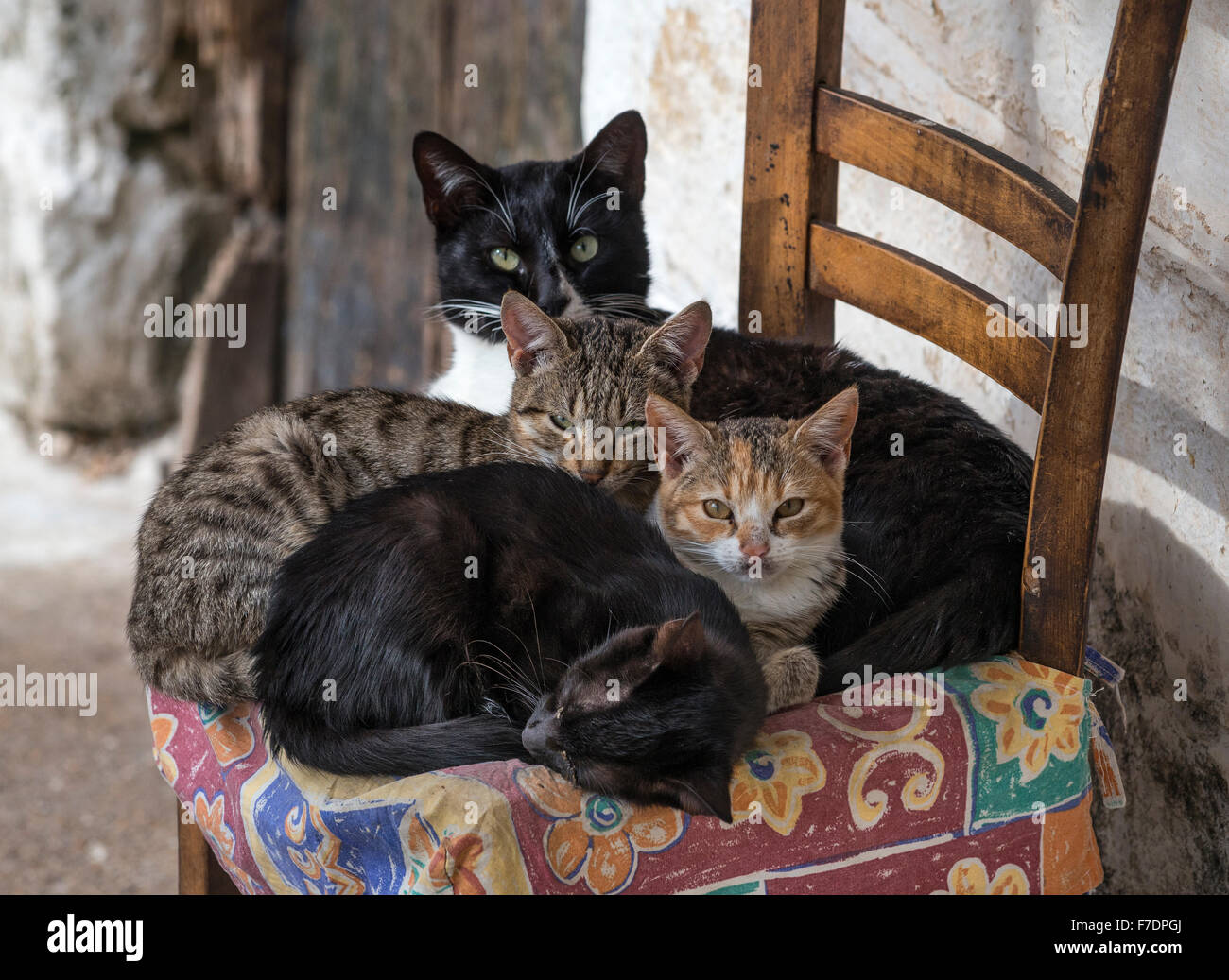 Greek cats hi-res stock photography and images - Alamy