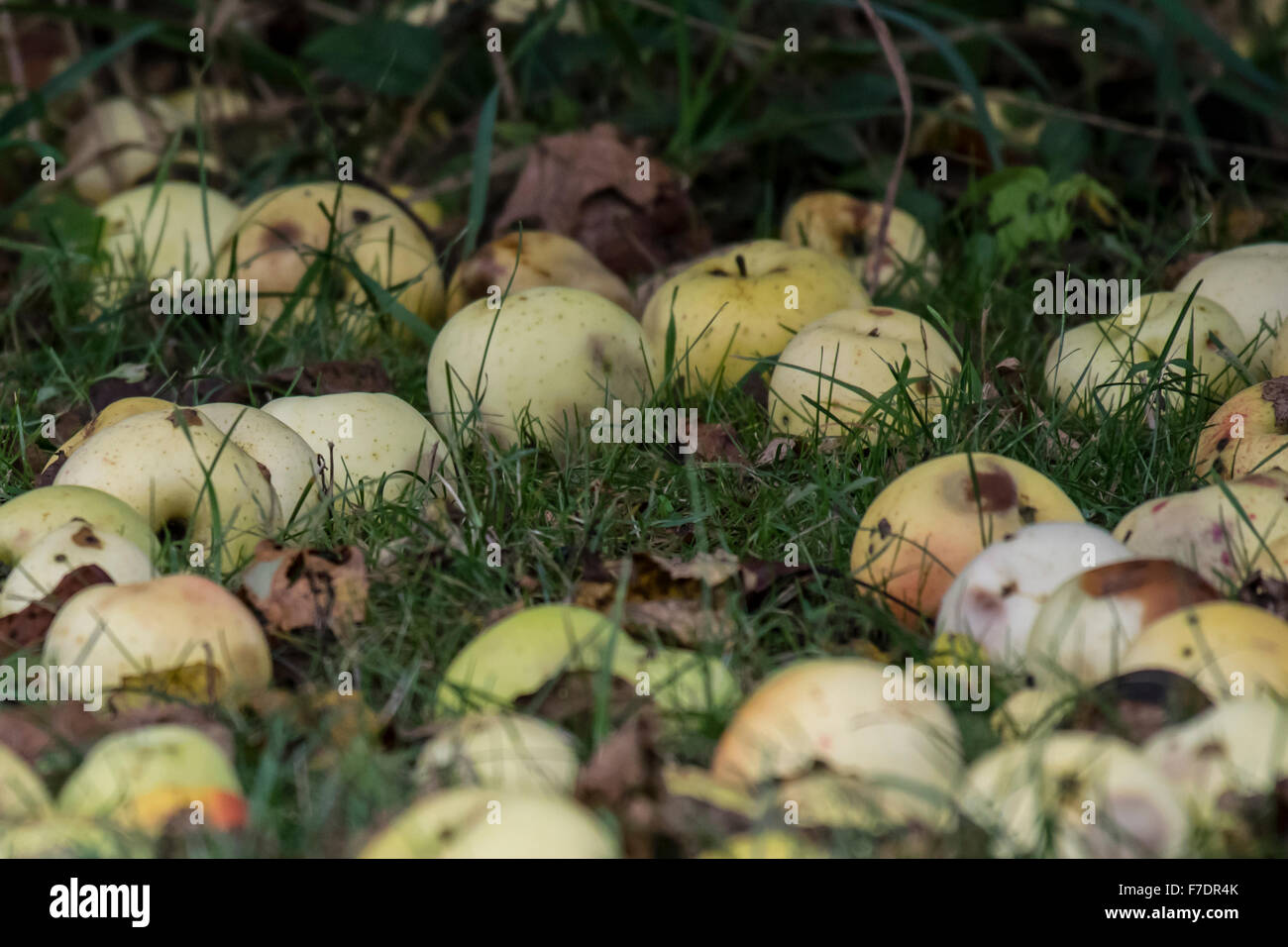 Rotten Apples on the ground Stock Photo - Alamy