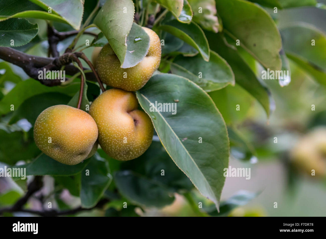 Asian Pears (Pyrus pyrifolia) growing on tree branch Stock Photo - Alamy