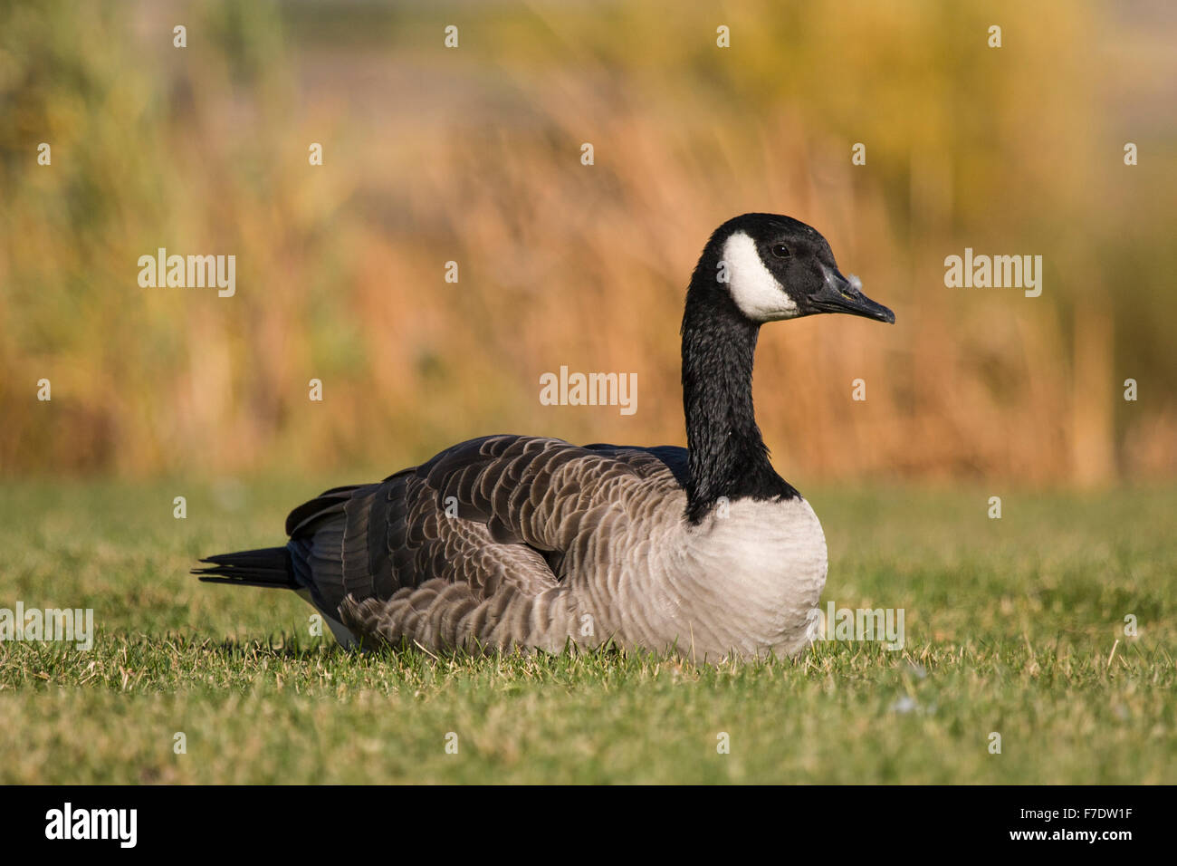 Canadian Goose Resting Stock Photo - Alamy