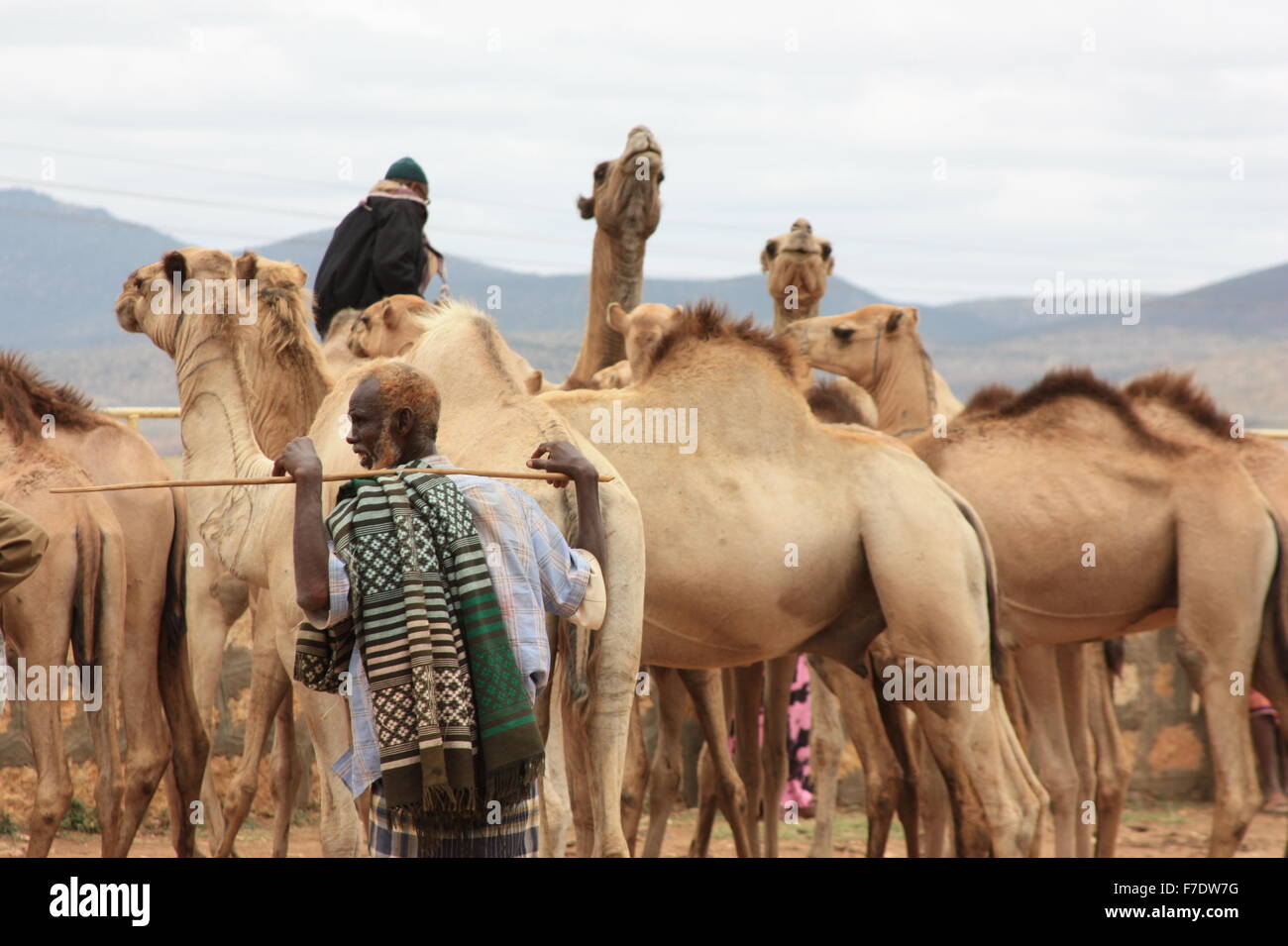An Ethiopian camel trader with his herd in the livestock market of Jigjiga, Somali Region ...