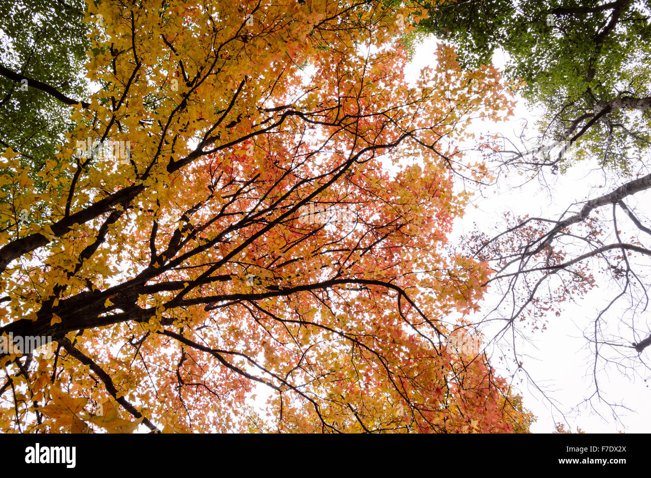 Changsha, Hunan province, China - The view of beautiful autumn maple ...