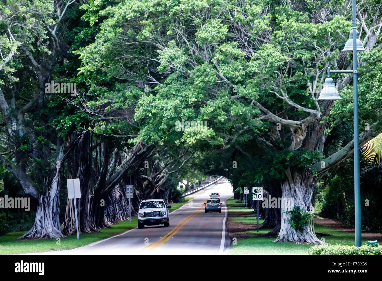 Hobe Sound Florida,SE Bridge Road,banyan trees,canopy,visitors travel ...