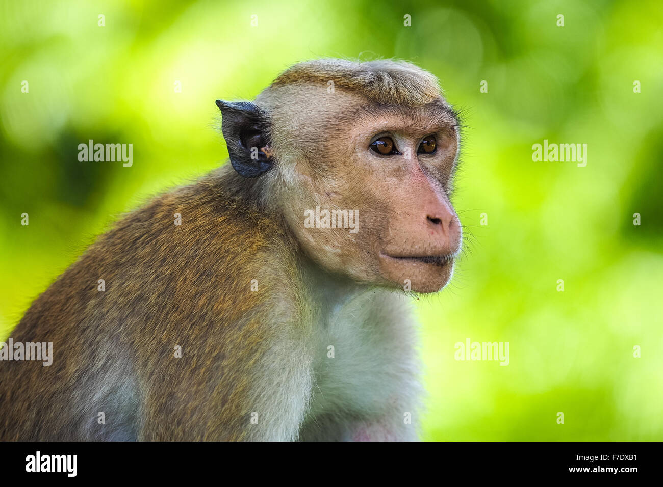 The toque macaque (Macaca sinica), Sri Lanka Stock Photo - Alamy