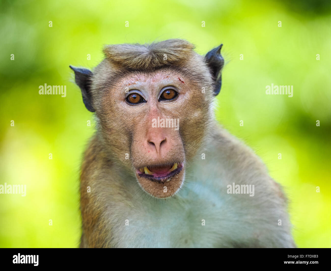 The toque macaque (Macaca sinica), Sri Lanka Stock Photo - Alamy