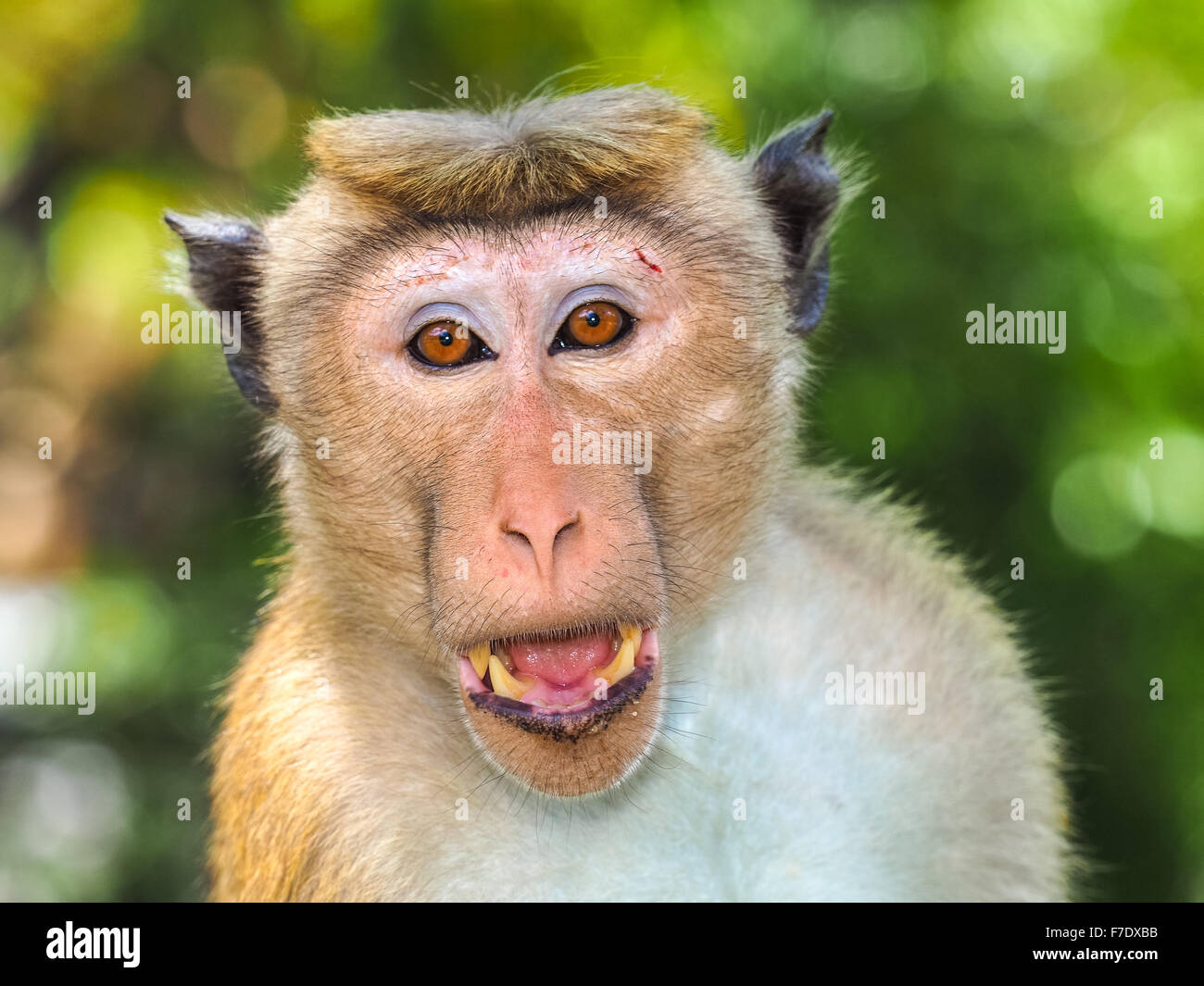 The toque macaque (Macaca sinica), Sri Lanka Stock Photo - Alamy