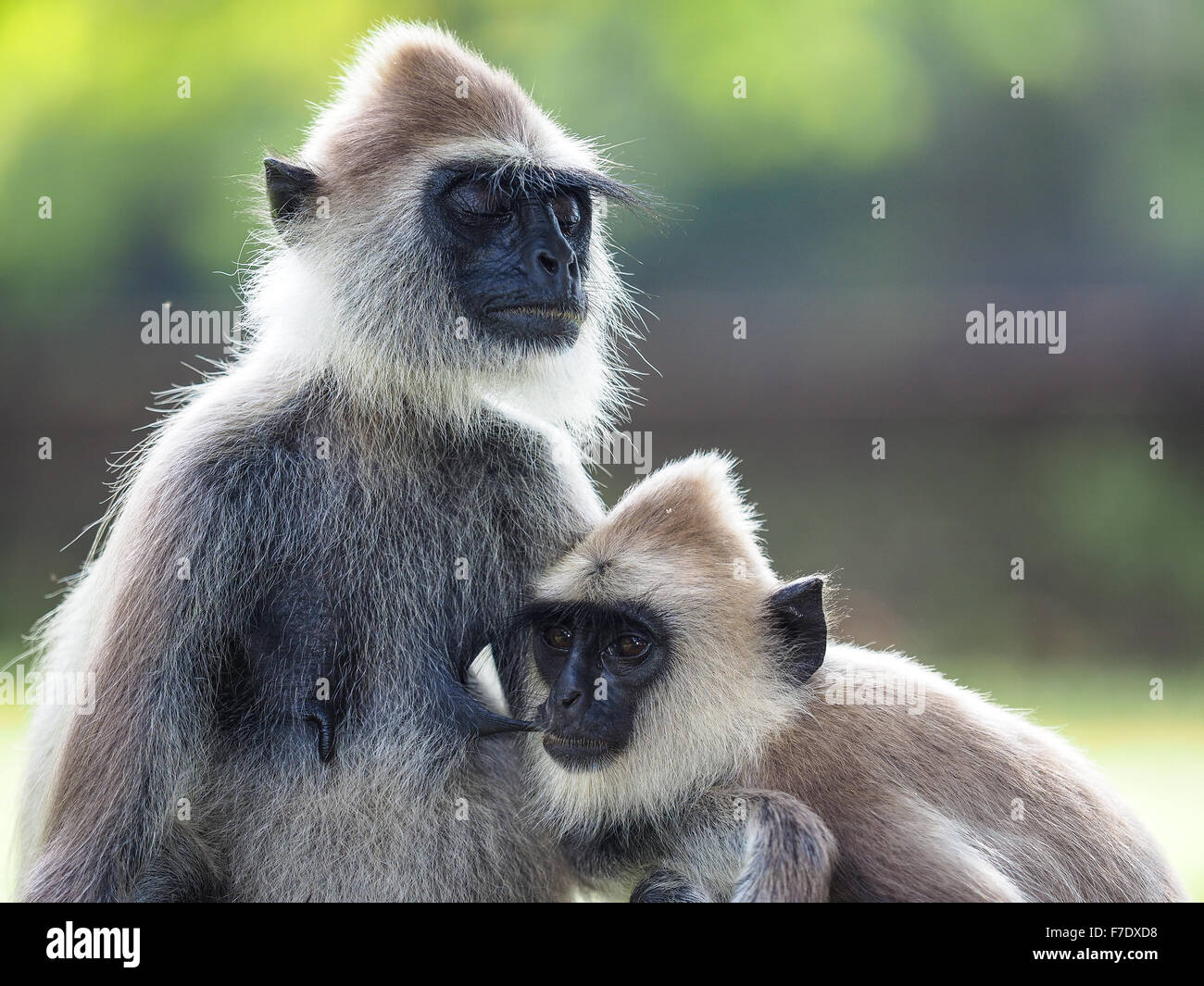 Semnopithecus schistaceus hi-res stock photography and images - Alamy