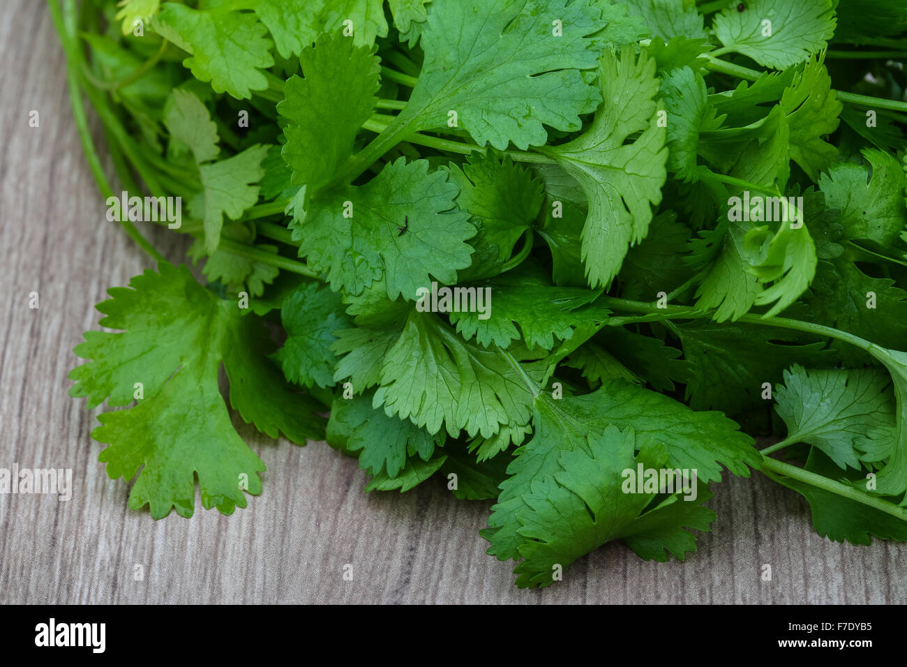 Fresh green Coriander leaves heap on the wood background Stock Photo ...