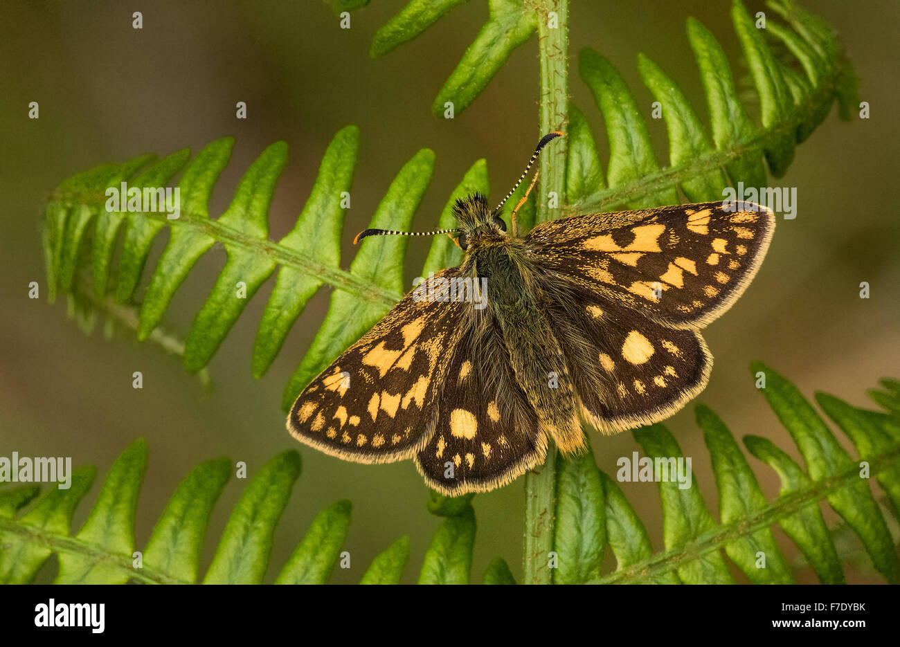 Chequered skipper uk hi-res stock photography and images - Alamy