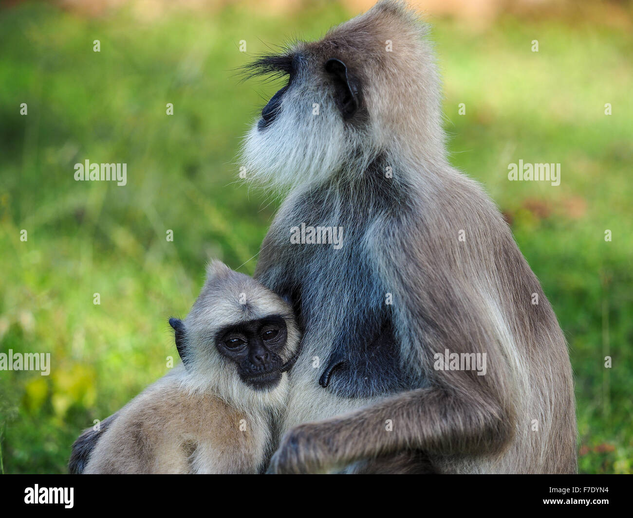 Semnopithecus schistaceus hi-res stock photography and images - Alamy