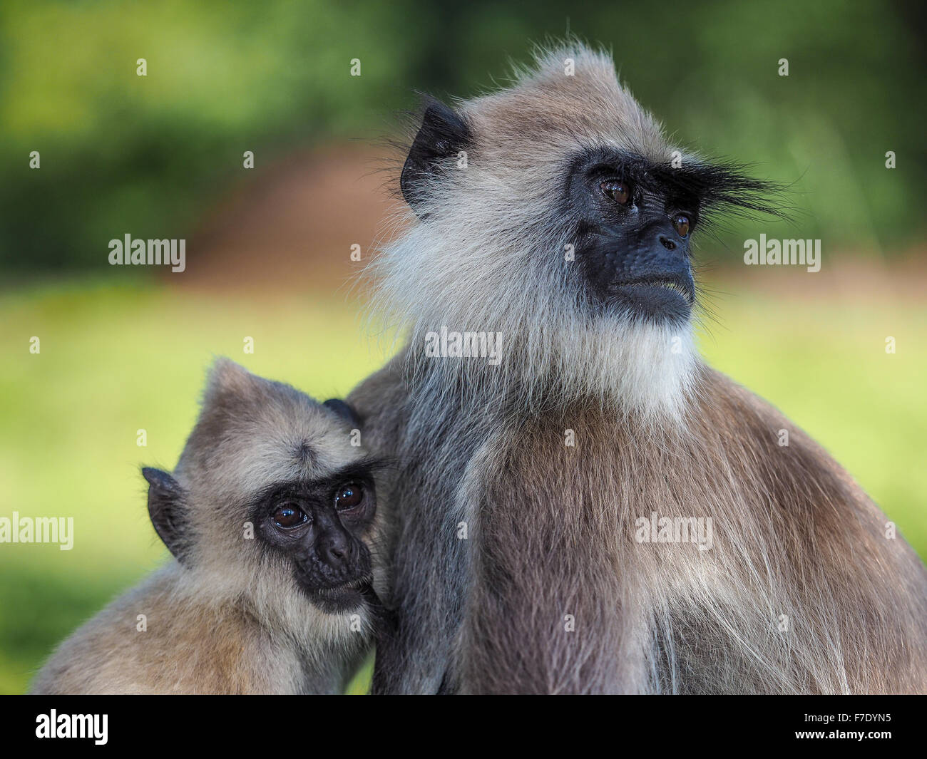 Semnopithecus Schistaceus High Resolution Stock Photography and Images ...