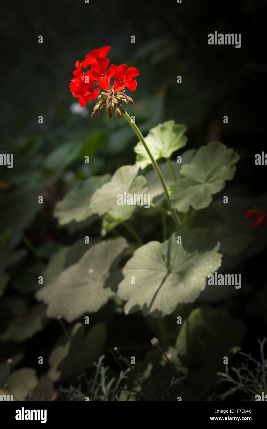 Flower red geranium hi-res stock photography and images - Alamy