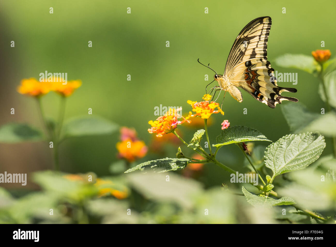 Yellow Peruvian Swallowtail Butterfly on Lantana Flower Stock Photo - Alamy