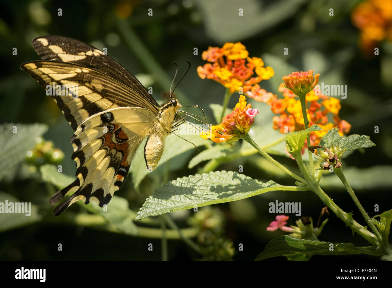 Peruvian butterfly hi-res stock photography and images - Alamy