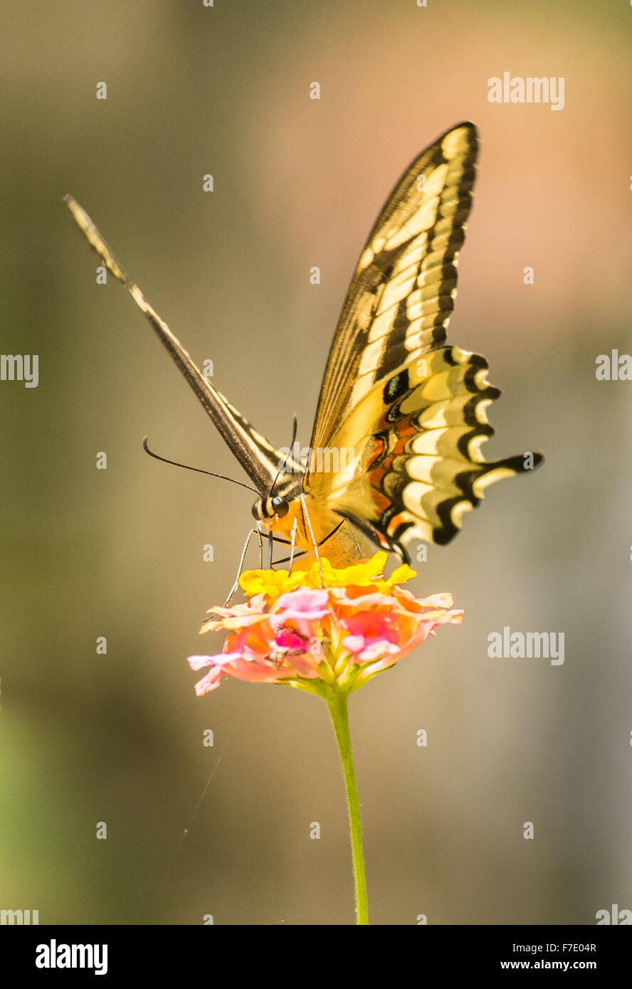Peruvian Butterfly High Resolution Stock Photography and Images - Alamy
