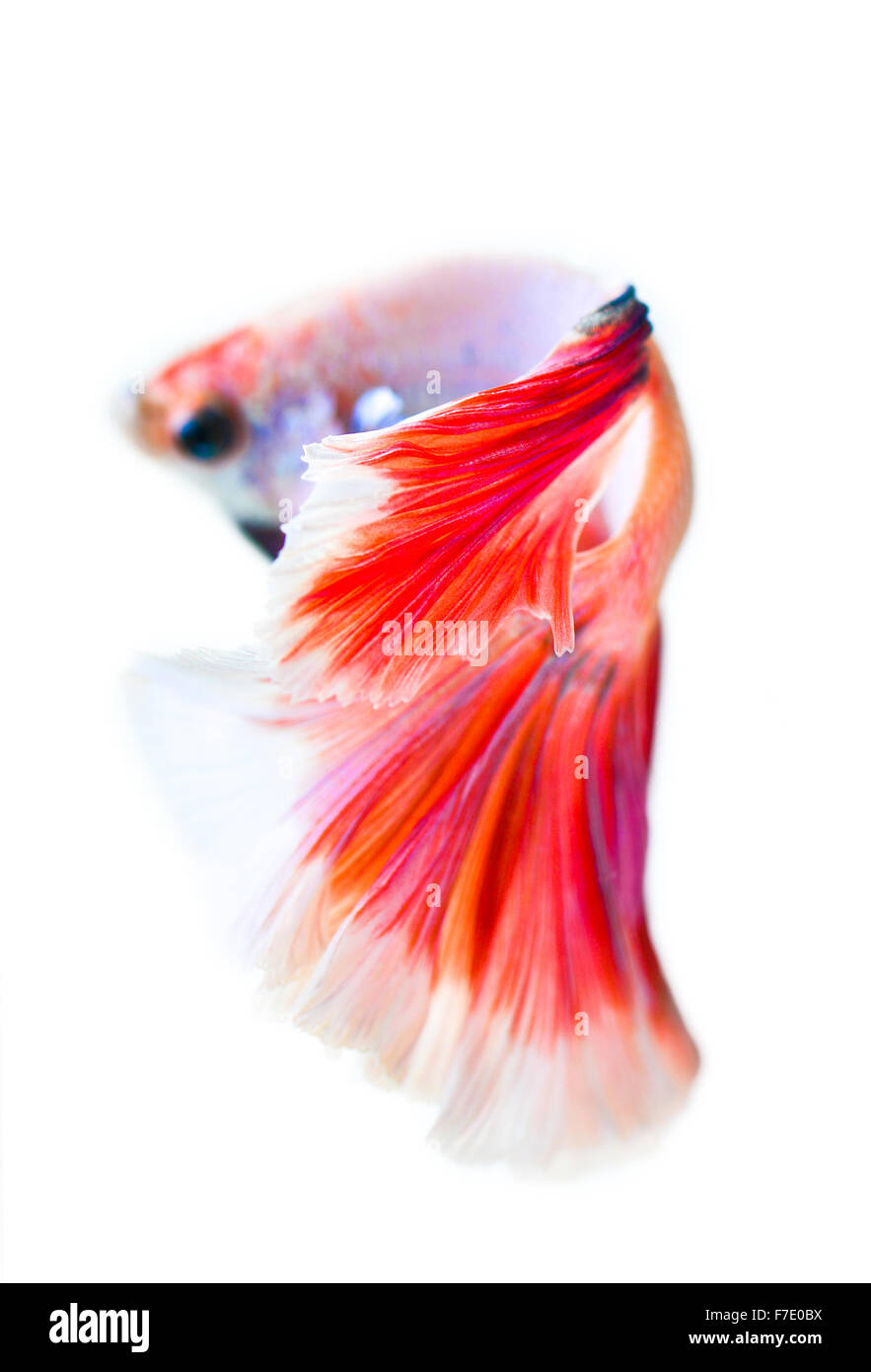 betta fish half moon Stock Photo - Alamy