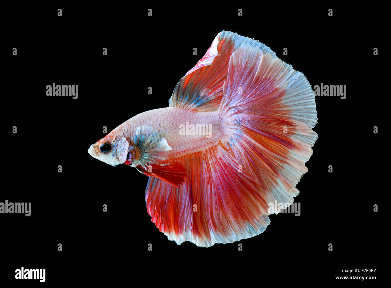 betta fish half moon Stock Photo - Alamy