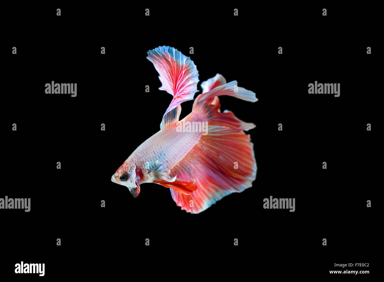 betta fish half moon Stock Photo - Alamy