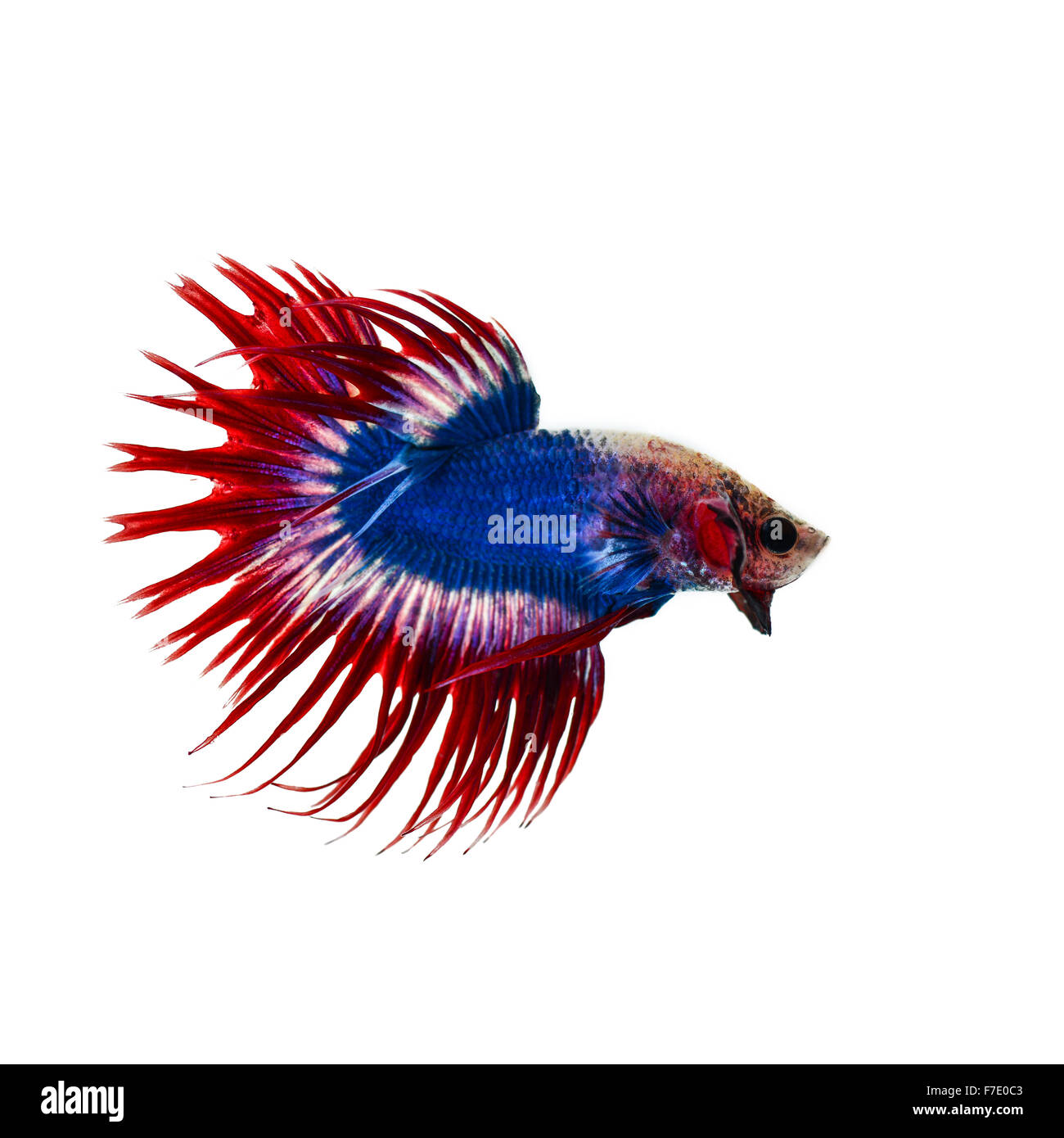 betta fish half moon Stock Photo - Alamy