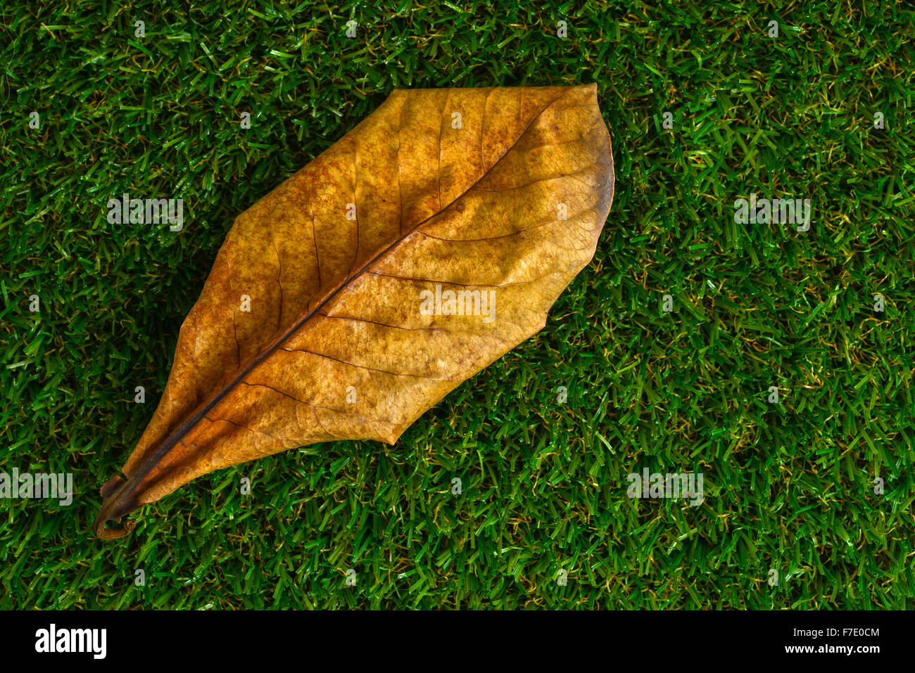 Terminalia hi-res stock photography and images - Alamy
