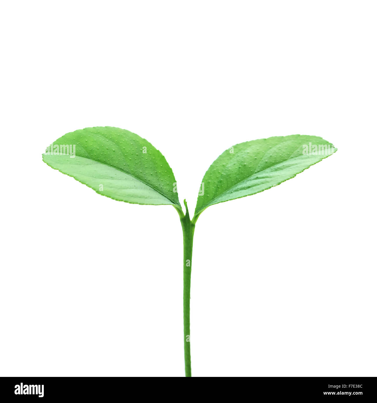 single plant isolated on white Stock Photo - Alamy