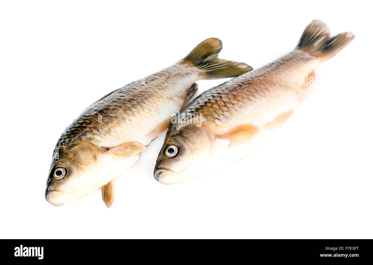 Freshly fish Crucian carp (Carassius auratus gibelio) isolated on white ...