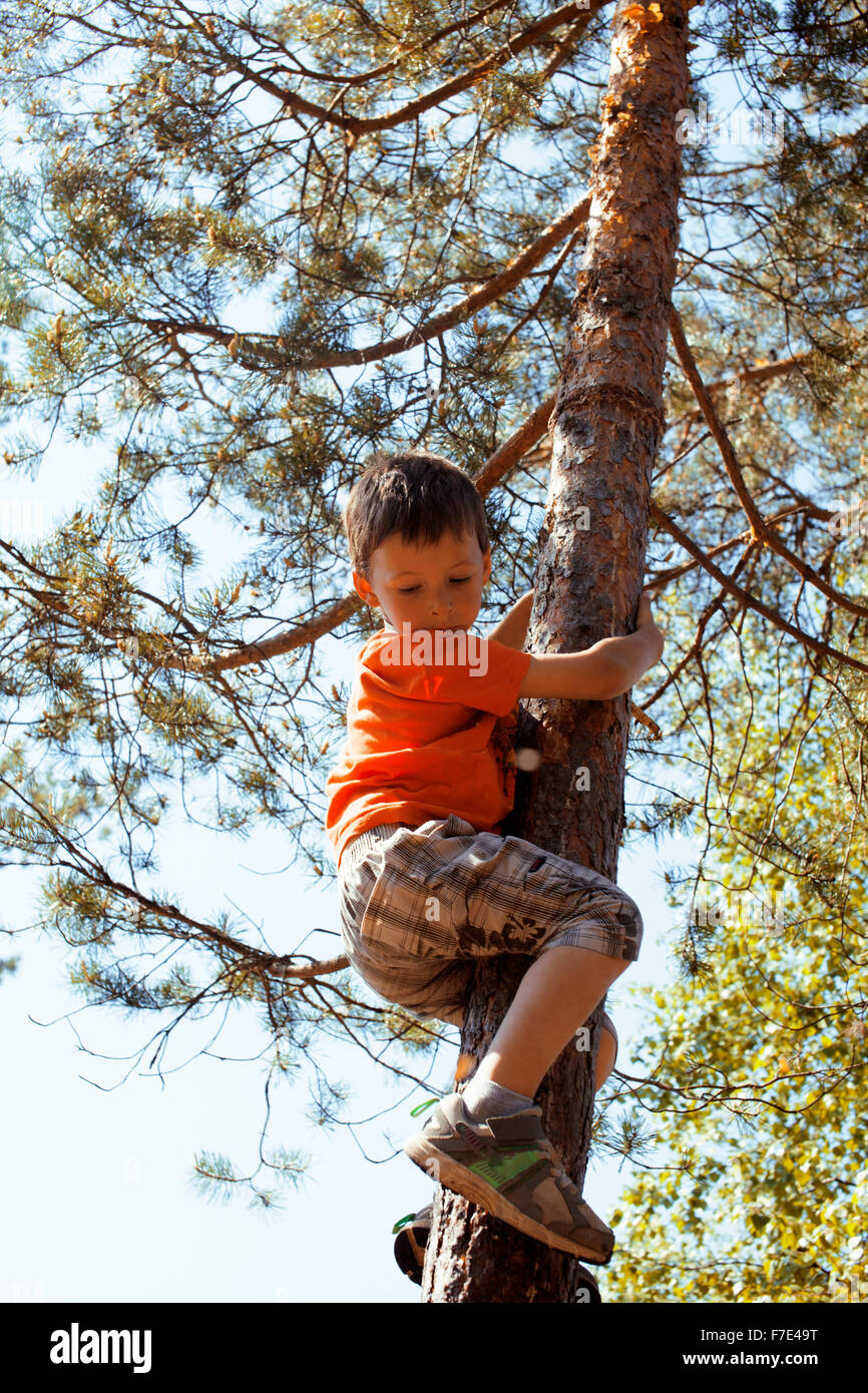 little cute boy climbing on tree hight Stock Photo - Alamy