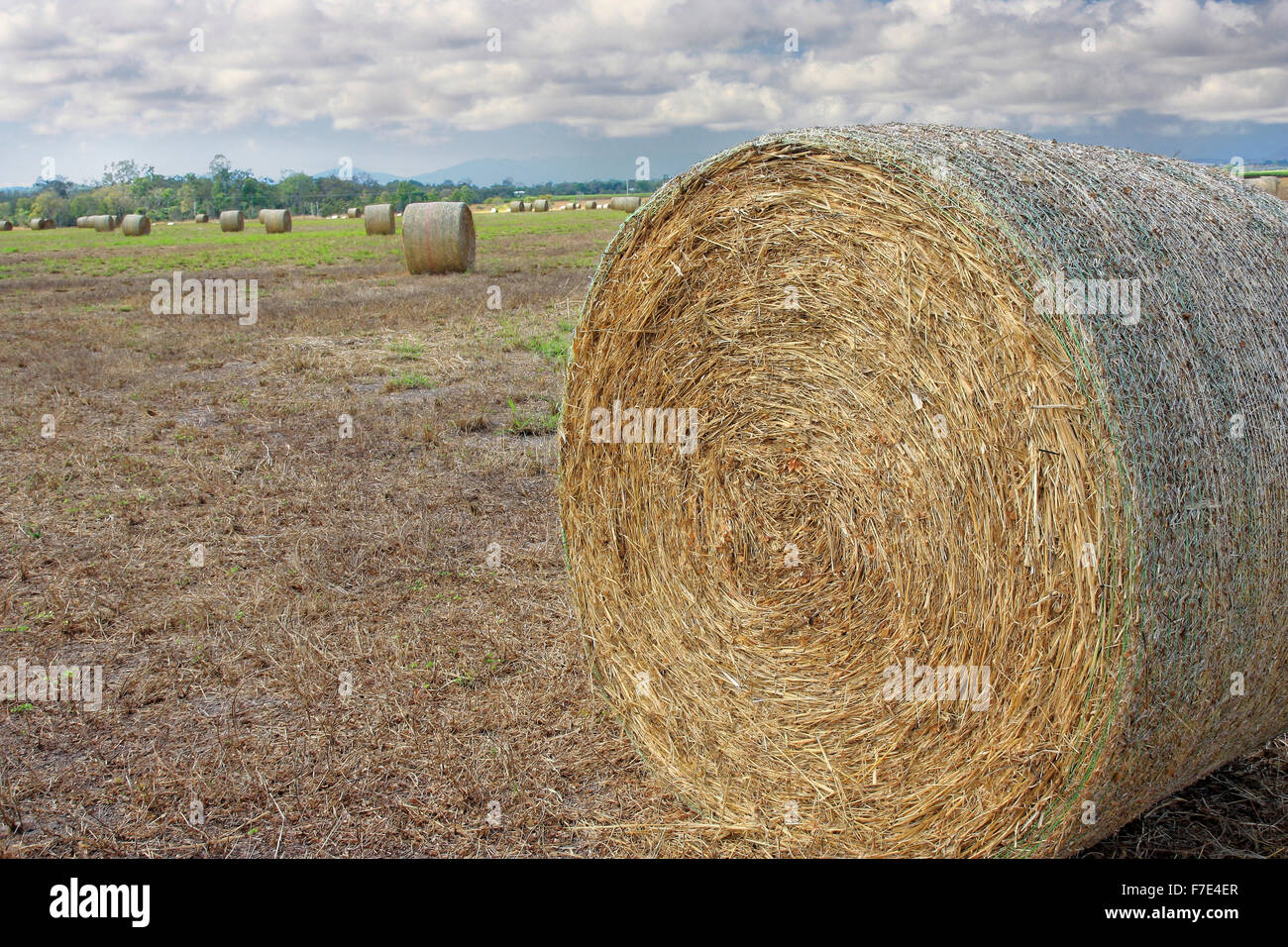 close up of hay bale in the field on cloudy day Stock Photo - Alamy