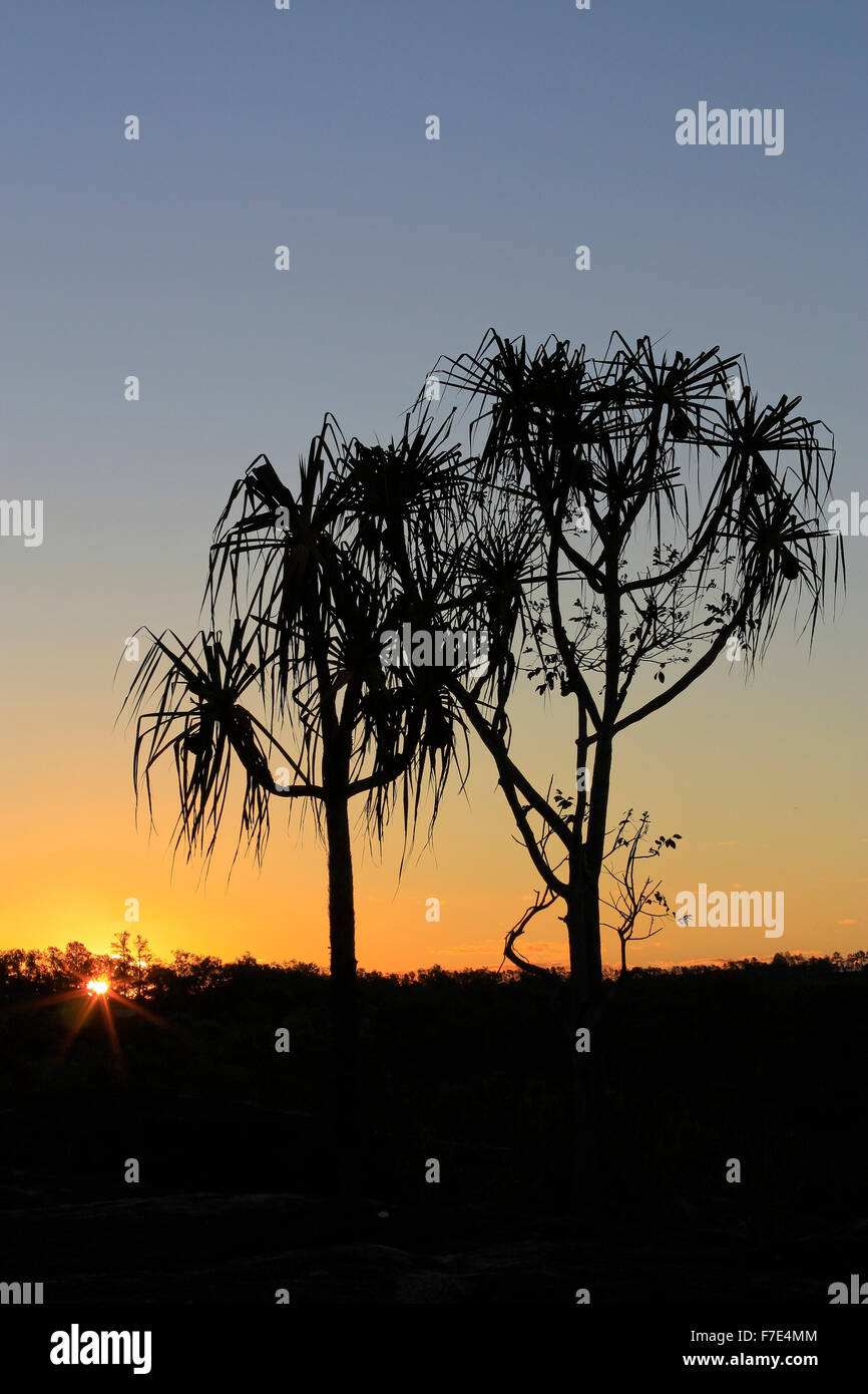 Pandanus tree silhouette hi-res stock photography and images - Alamy