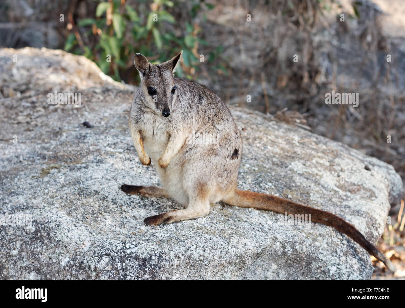 one rock wallaby on the rocks Stock Photo - Alamy