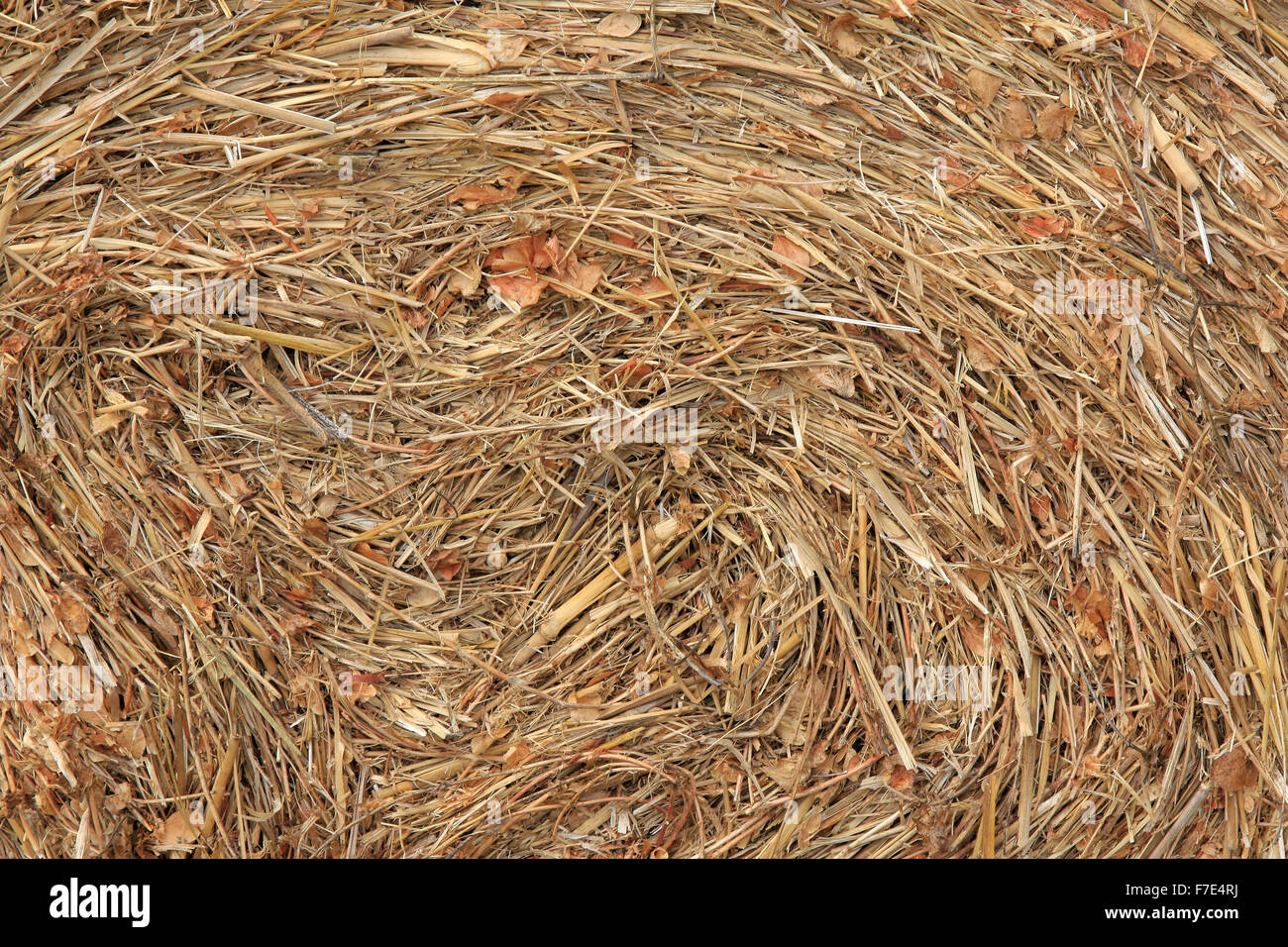 close up view of a bale of hay Stock Photo - Alamy