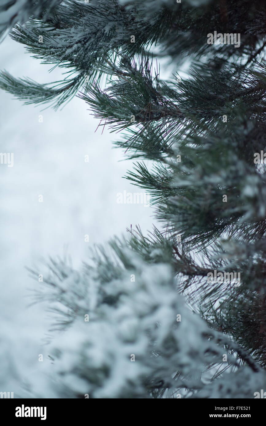 christmas evergreen spruce pine tree in nature covered with fresh snow ...