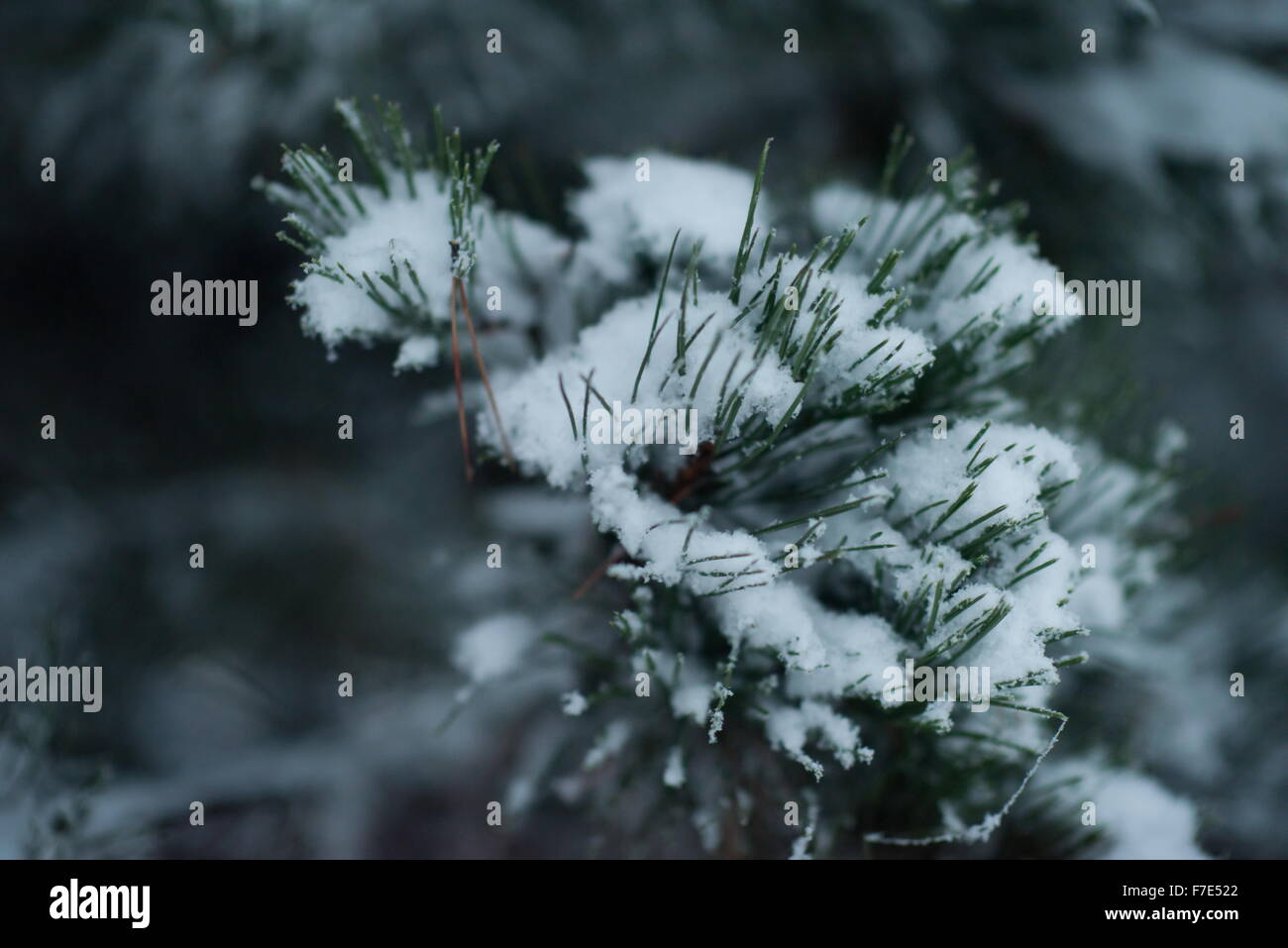 christmas evergreen spruce pine tree in nature covered with fresh snow ...