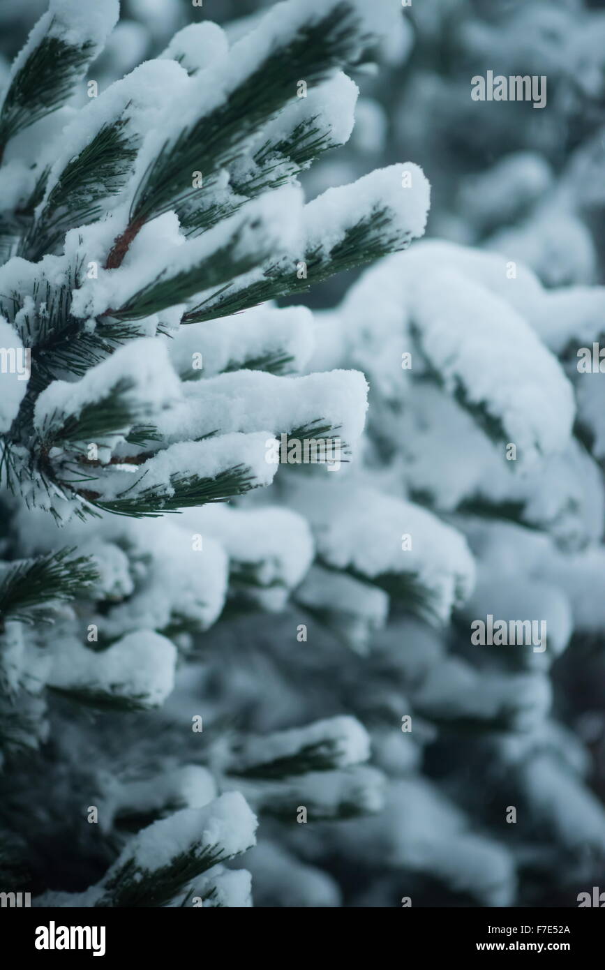 christmas evergreen spruce pine tree in nature covered with fresh snow ...