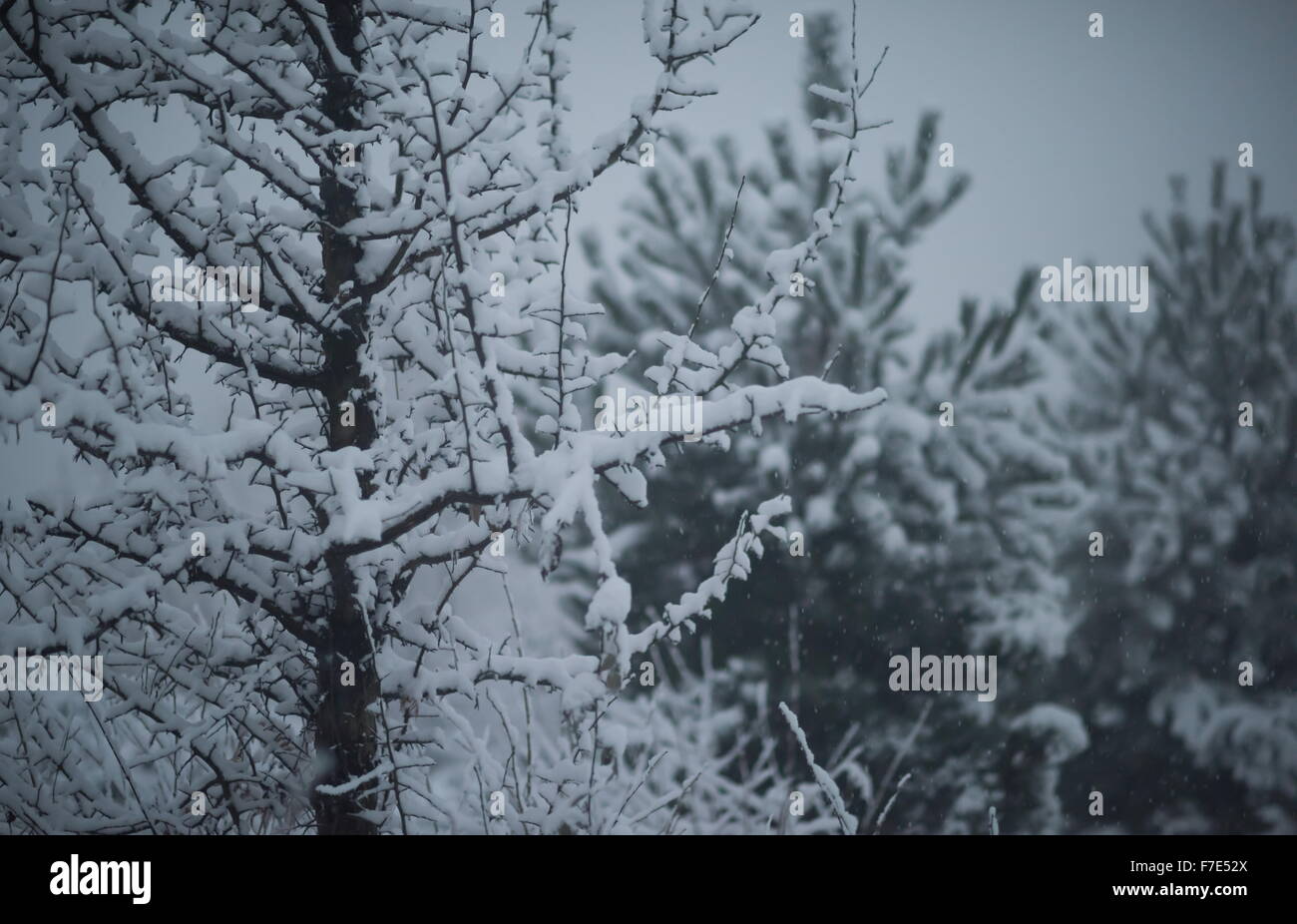 christmas evergreen spruce pine tree in nature covered with fresh snow ...
