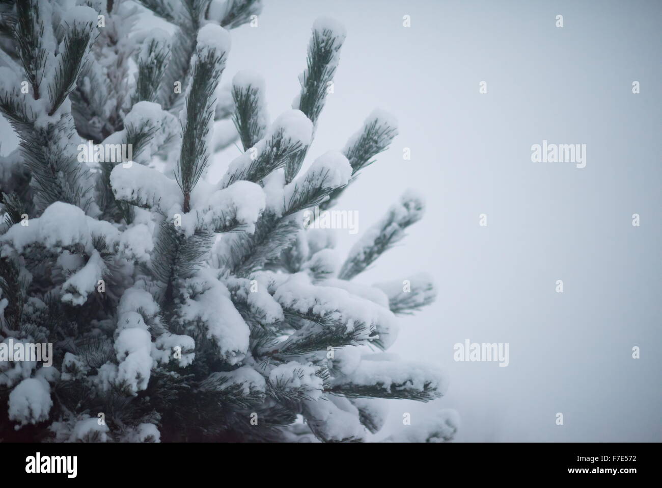christmas evergreen spruce pine tree in nature covered with fresh snow ...