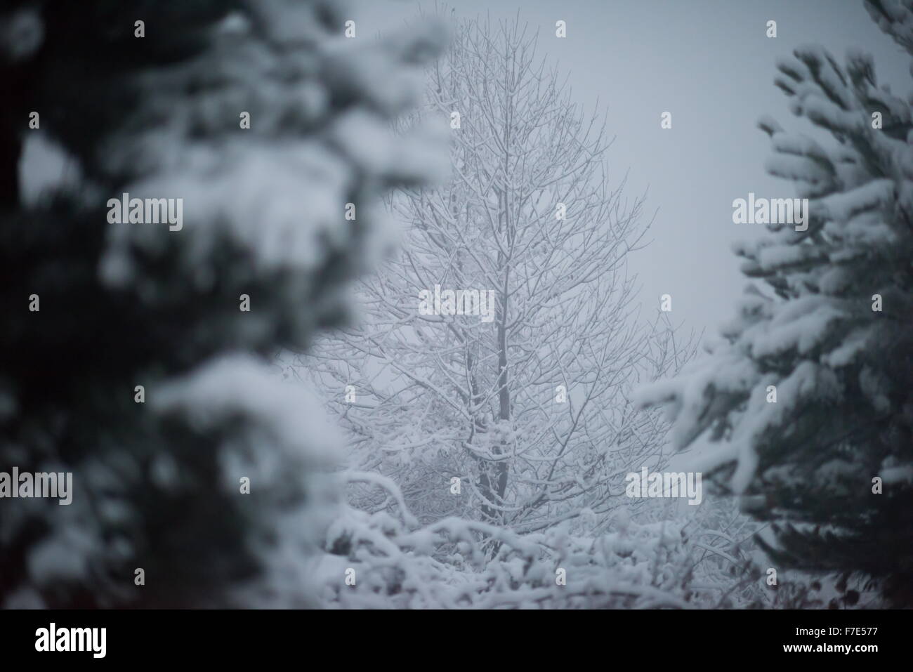 christmas evergreen spruce pine tree in nature covered with fresh snow ...