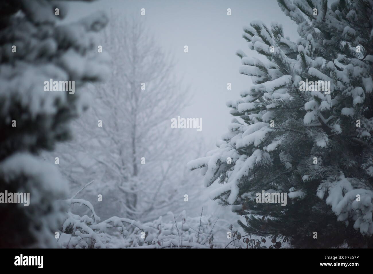 christmas evergreen spruce pine tree in nature covered with fresh snow ...