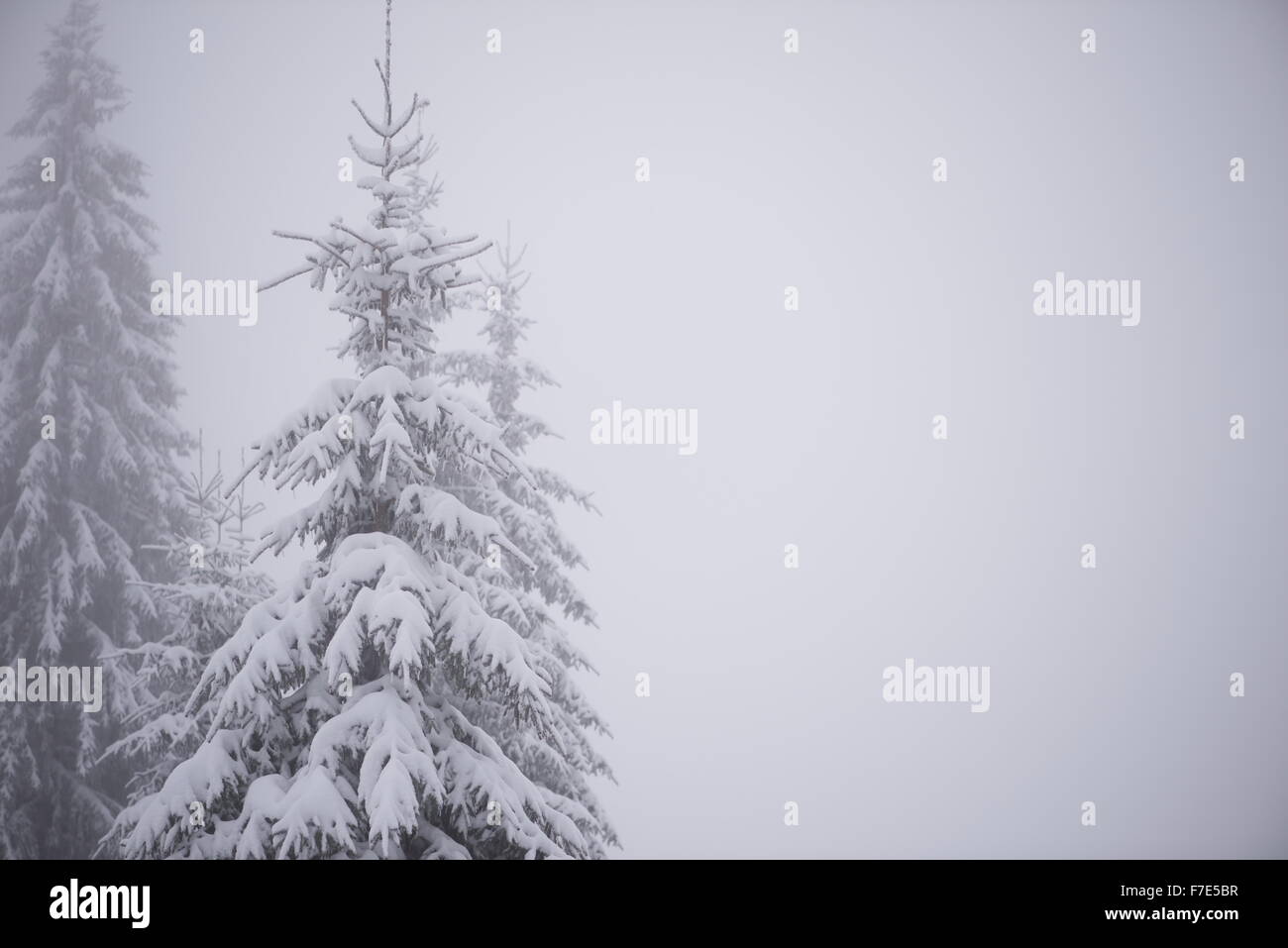 christmas evergreen spruce pine tree in nature covered with fresh snow ...