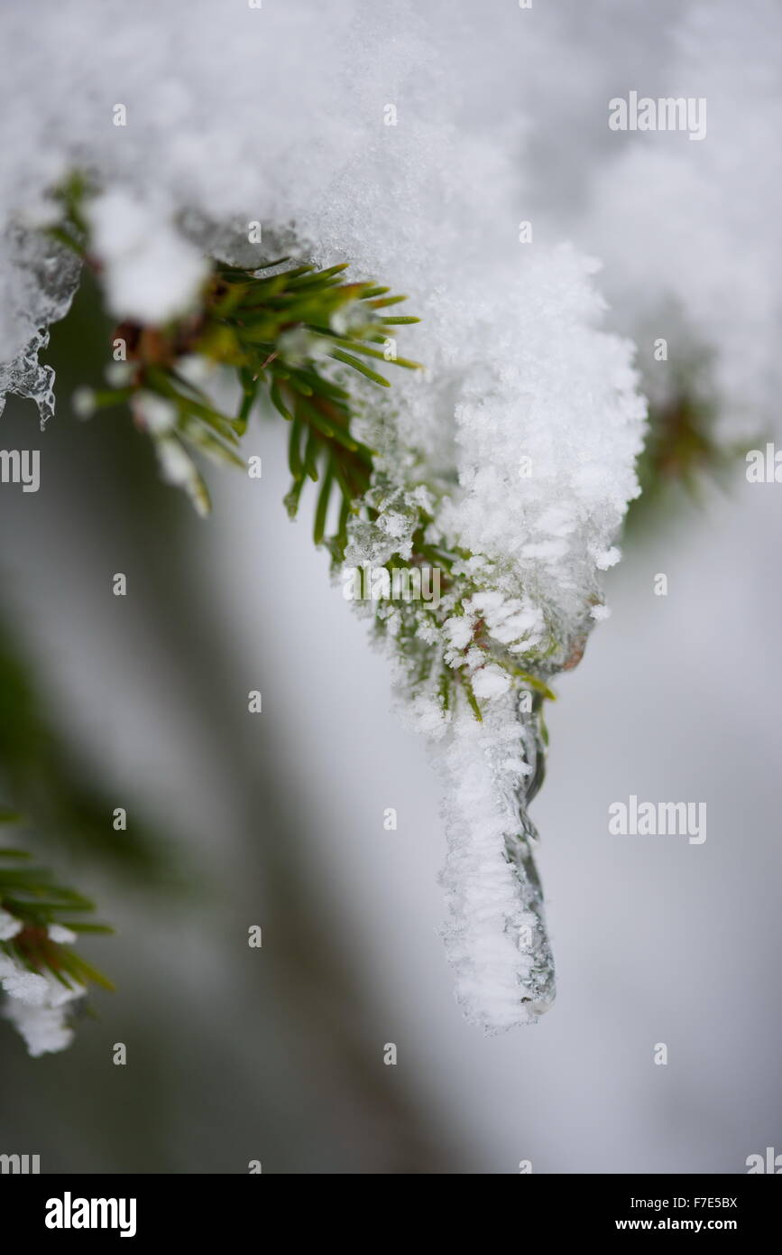 christmas evergreen spruce pine tree in nature covered with fresh snow ...